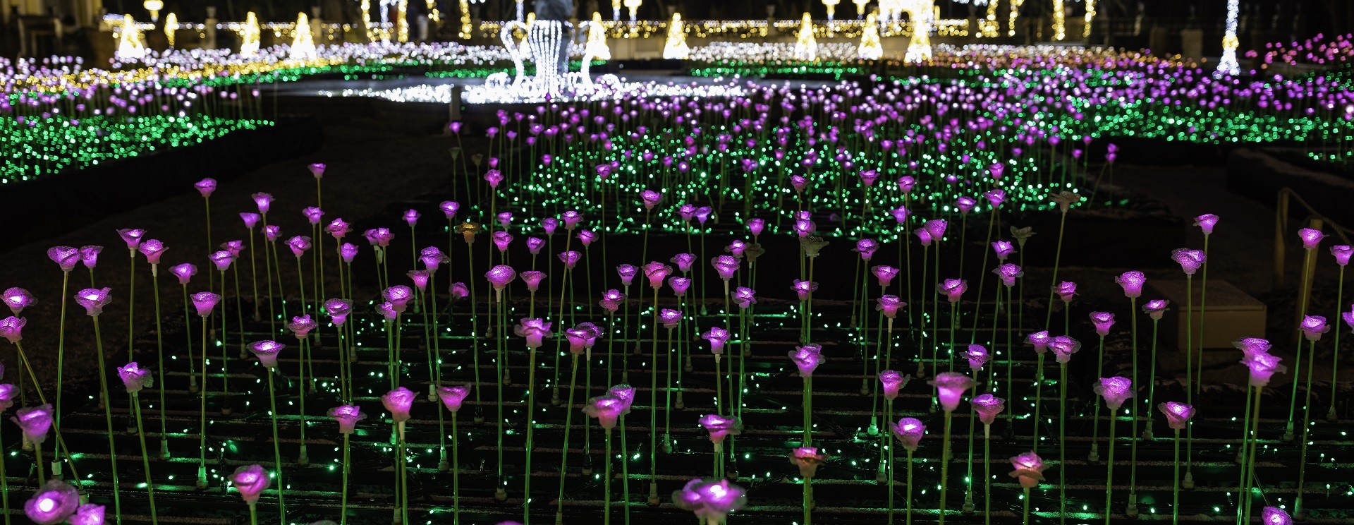 Gardens of light for winter evenings - Poland Travel (EN)